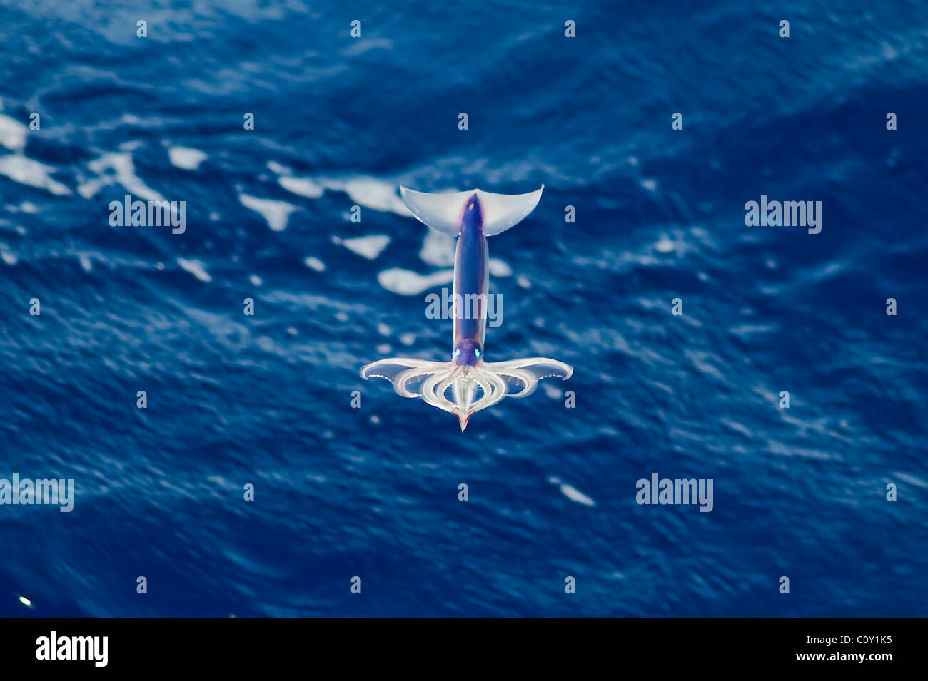 Very rare image of a Neon Flying Squid (Ommastrephes bartramii) in mid ...