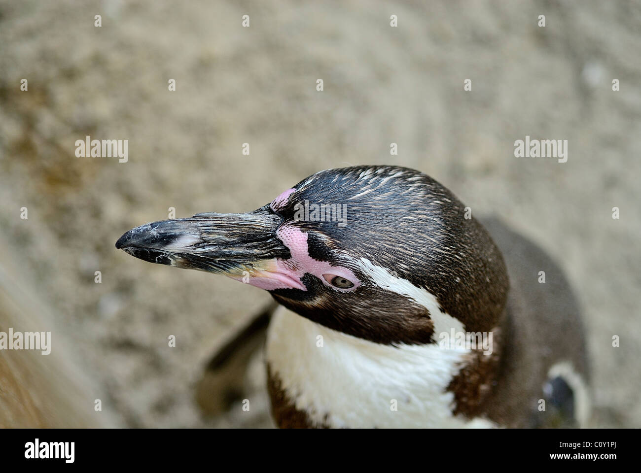 A close up shot of a penguin focused on its eye with very shallow depth ...