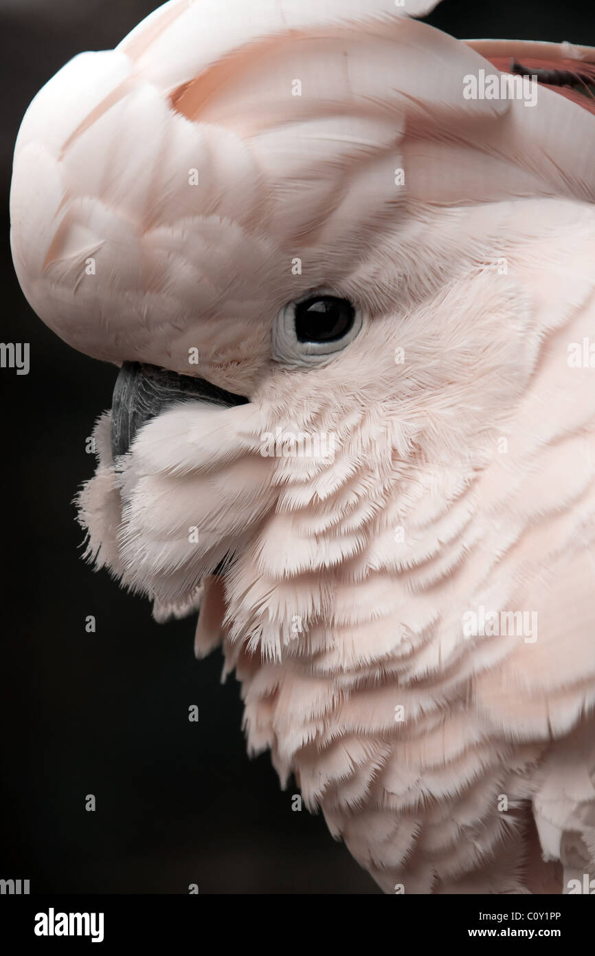 Pink cockatoo plume hi-res stock photography and images - Alamy