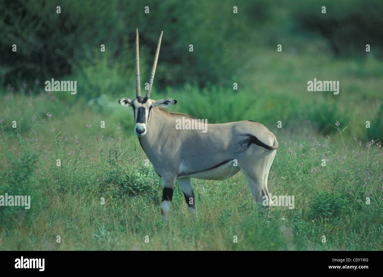 East African Oryx - Beisa oryx (Oryx gazella beisa - Oryx beisa ...