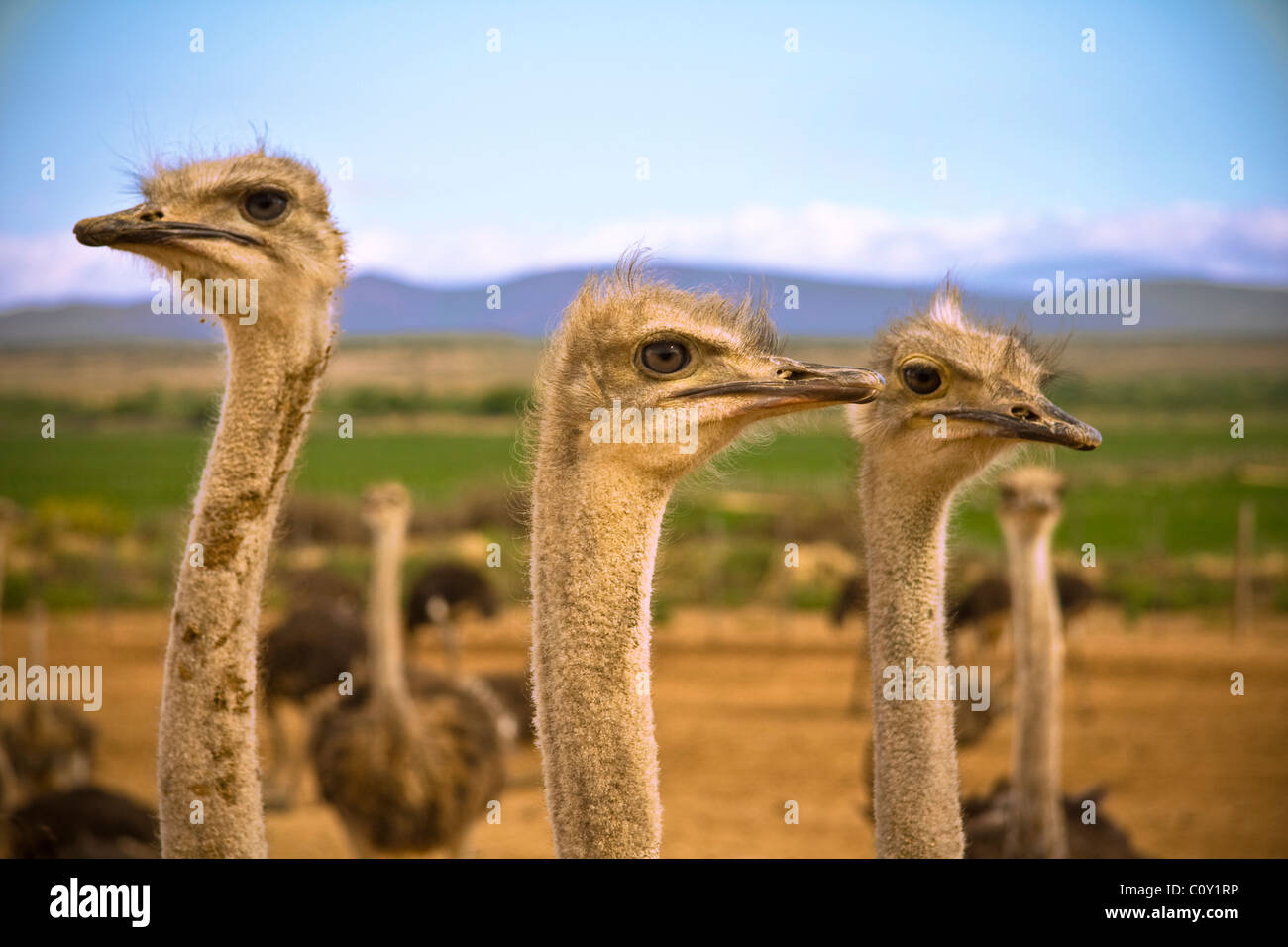 Ostrichs in the Karoo desert on the farm with a mountain range and blue ...