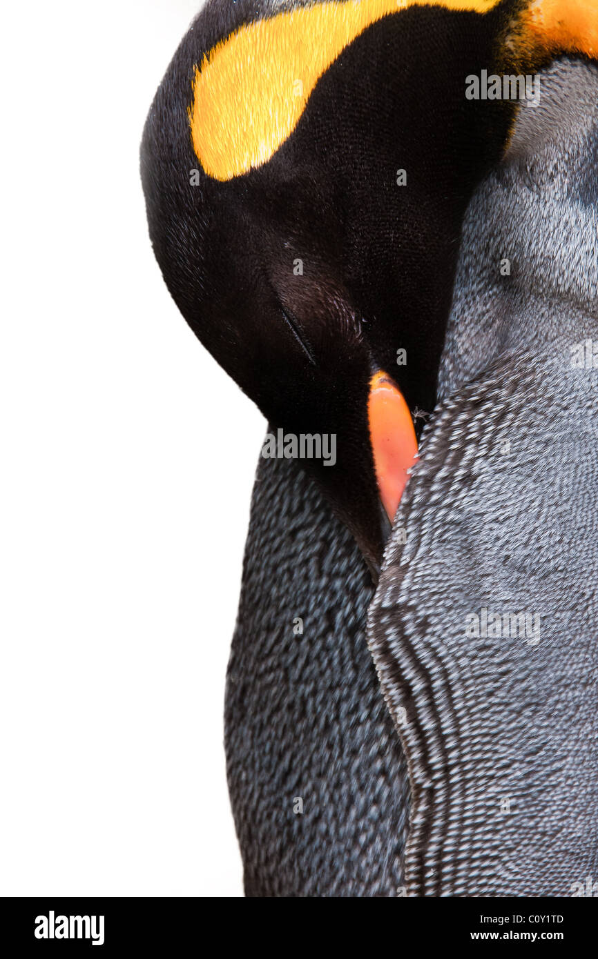 Emperor Penguin Sleeping Stock Photo - Alamy