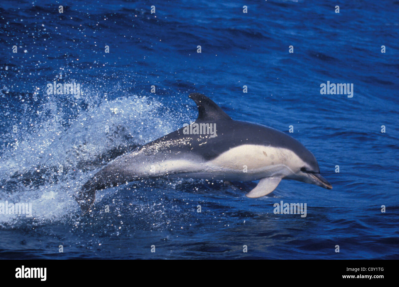 Common dolphin - Short-beaked common dolphin (Delphinus delphis) jumping - Pico - Azores ...