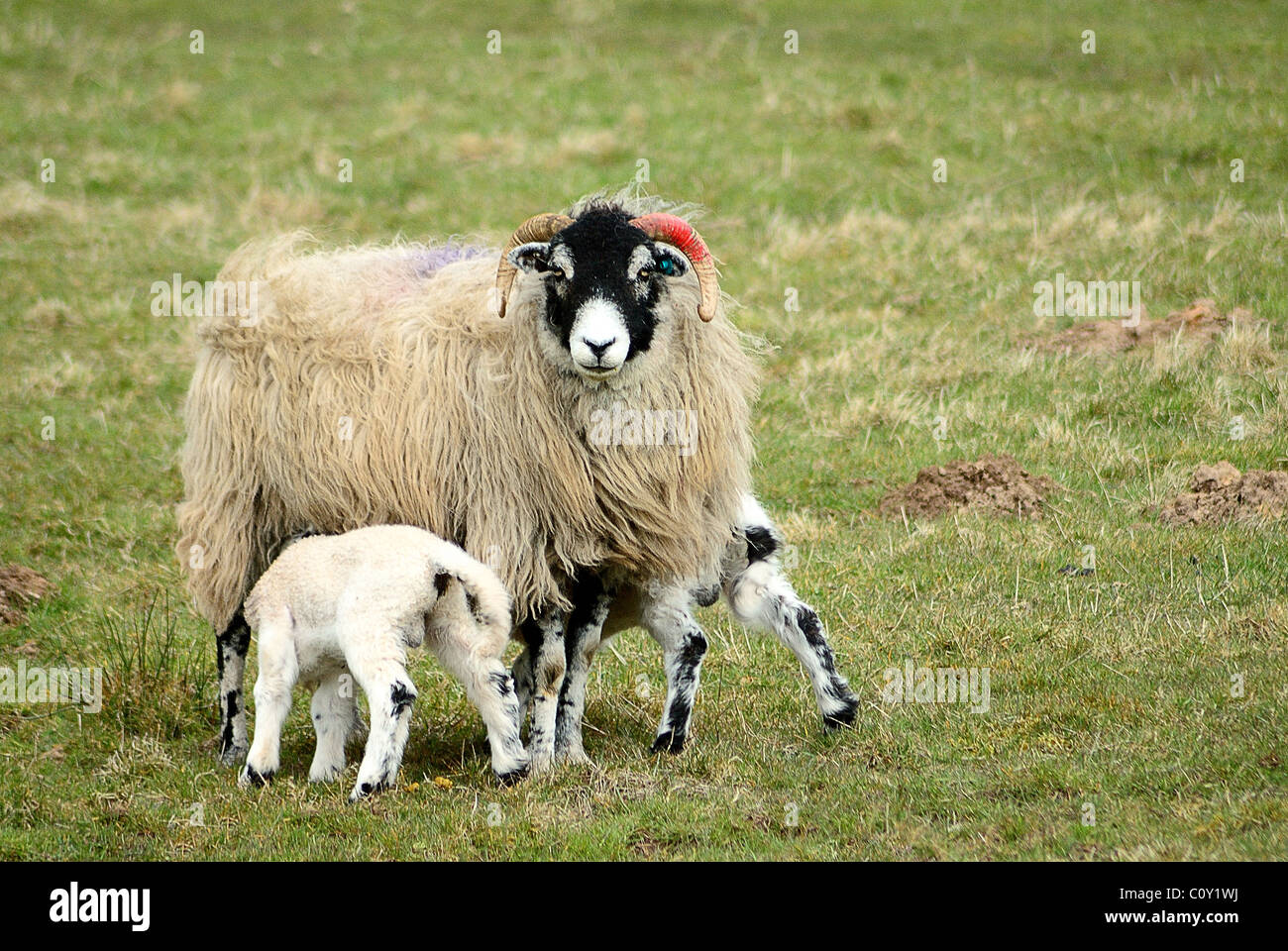 Two newborn lamb lambs on a farmers field at Appleby in Westmoorland ...