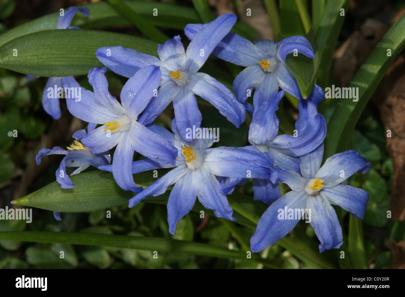 Chionodoxa bulb hi-res stock photography and images - Alamy