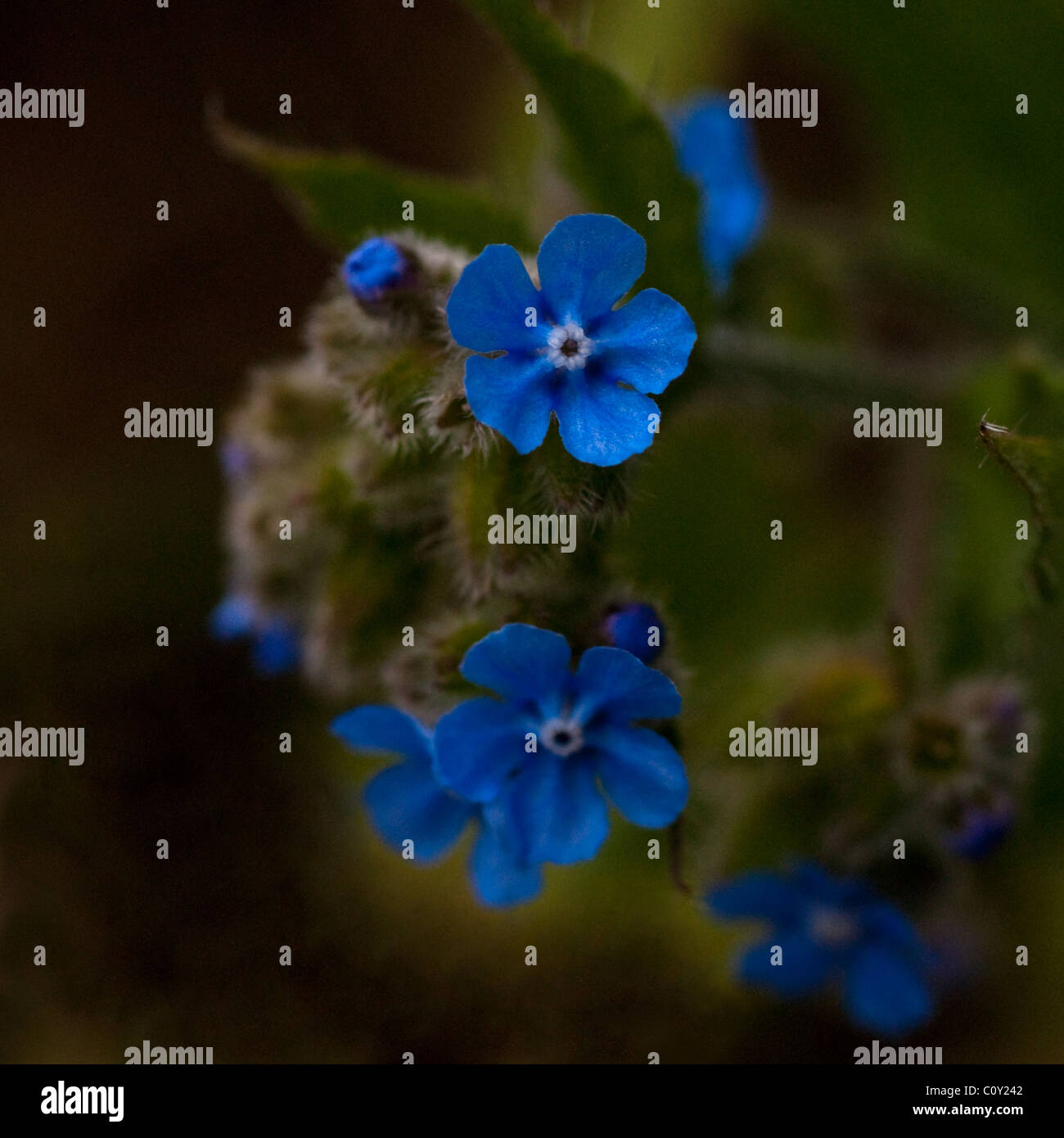 Green Alkanet a beautiful bright blue flower Stock Photo - Alamy