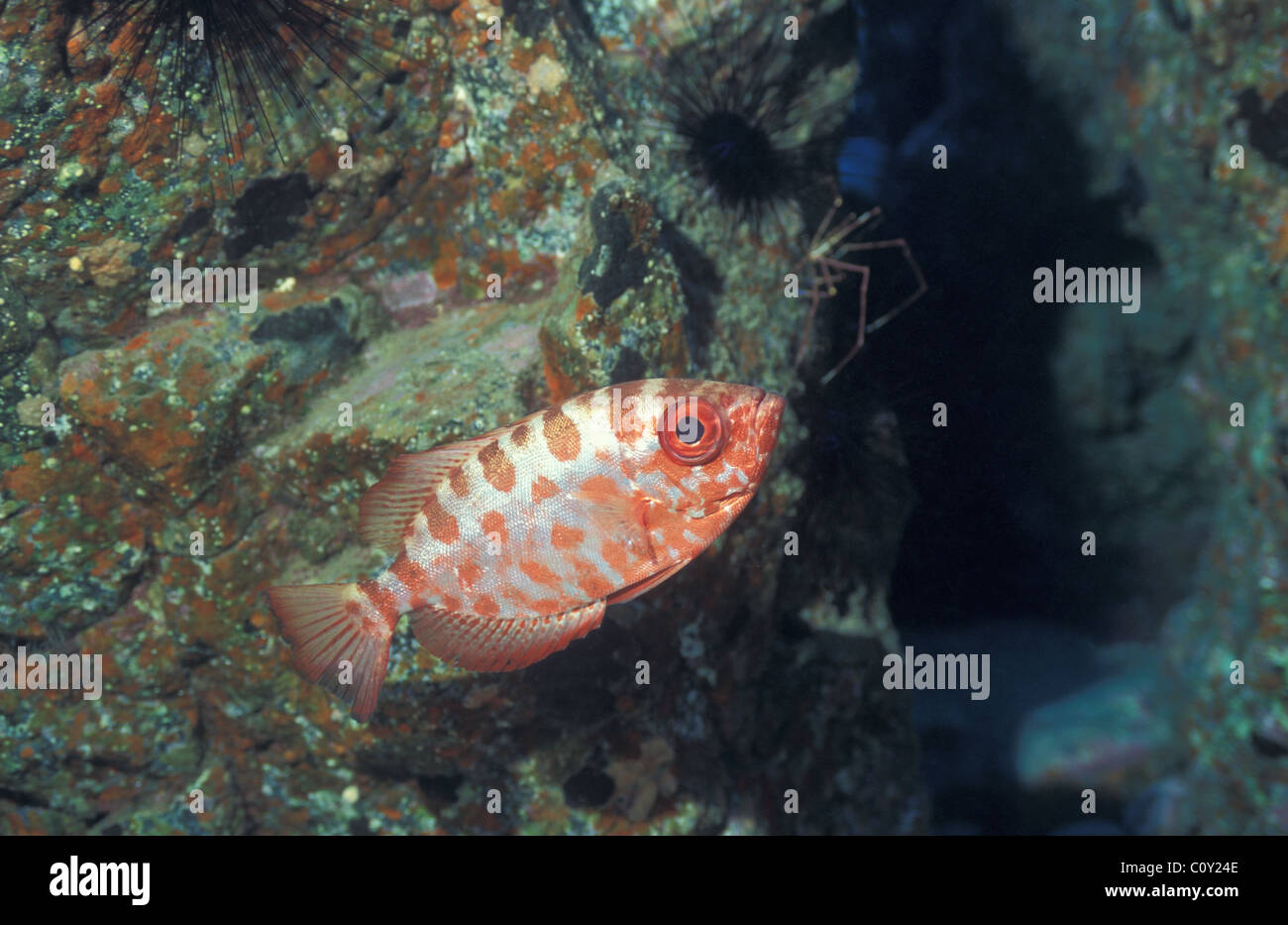 Glasseye snapper - Blotched Bigeye (Heteropriacanthus cruentatus ...