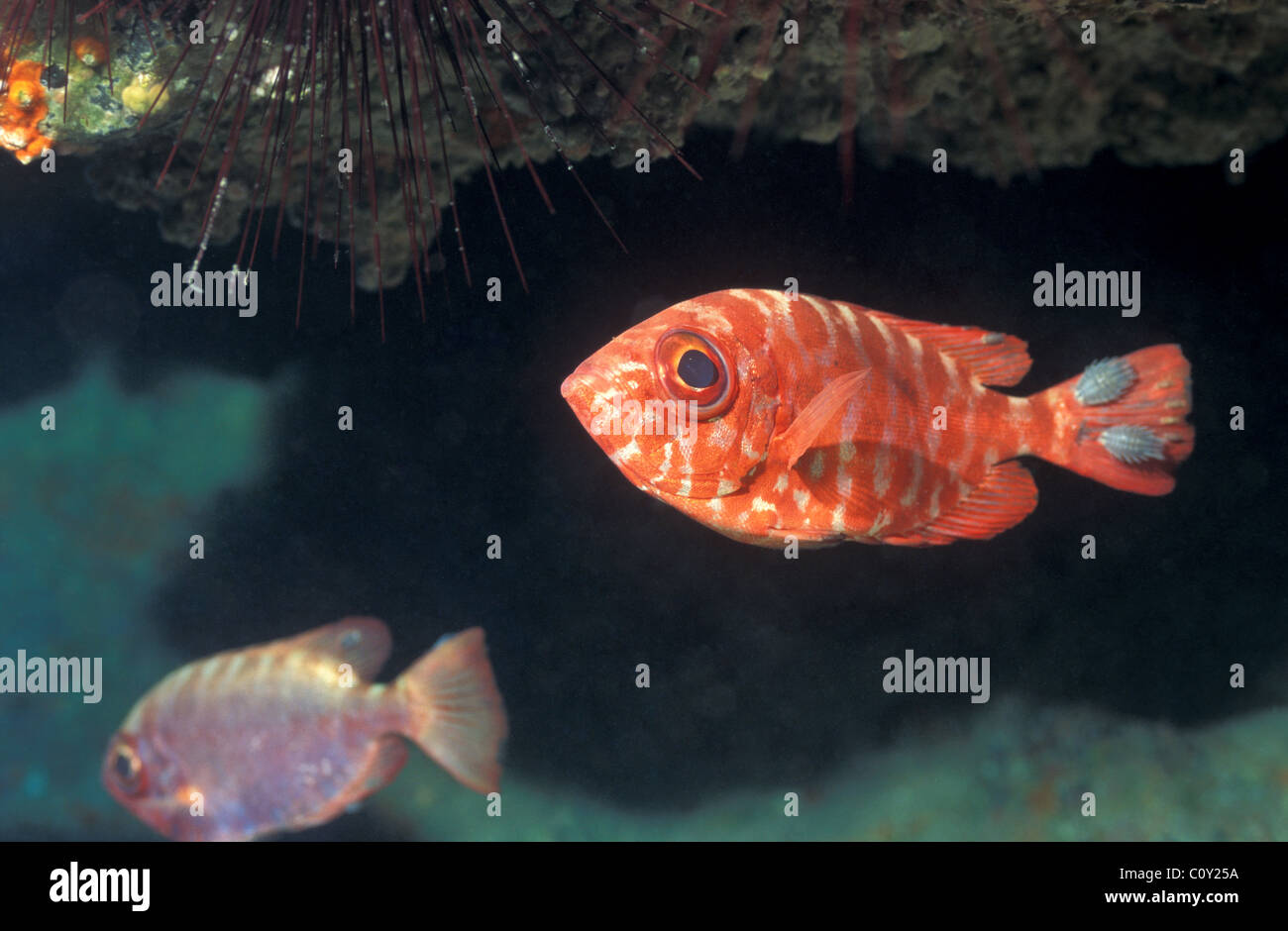 Glasseye snapper - Blotched Bigeye (Heteropriacanthus cruentatus ...
