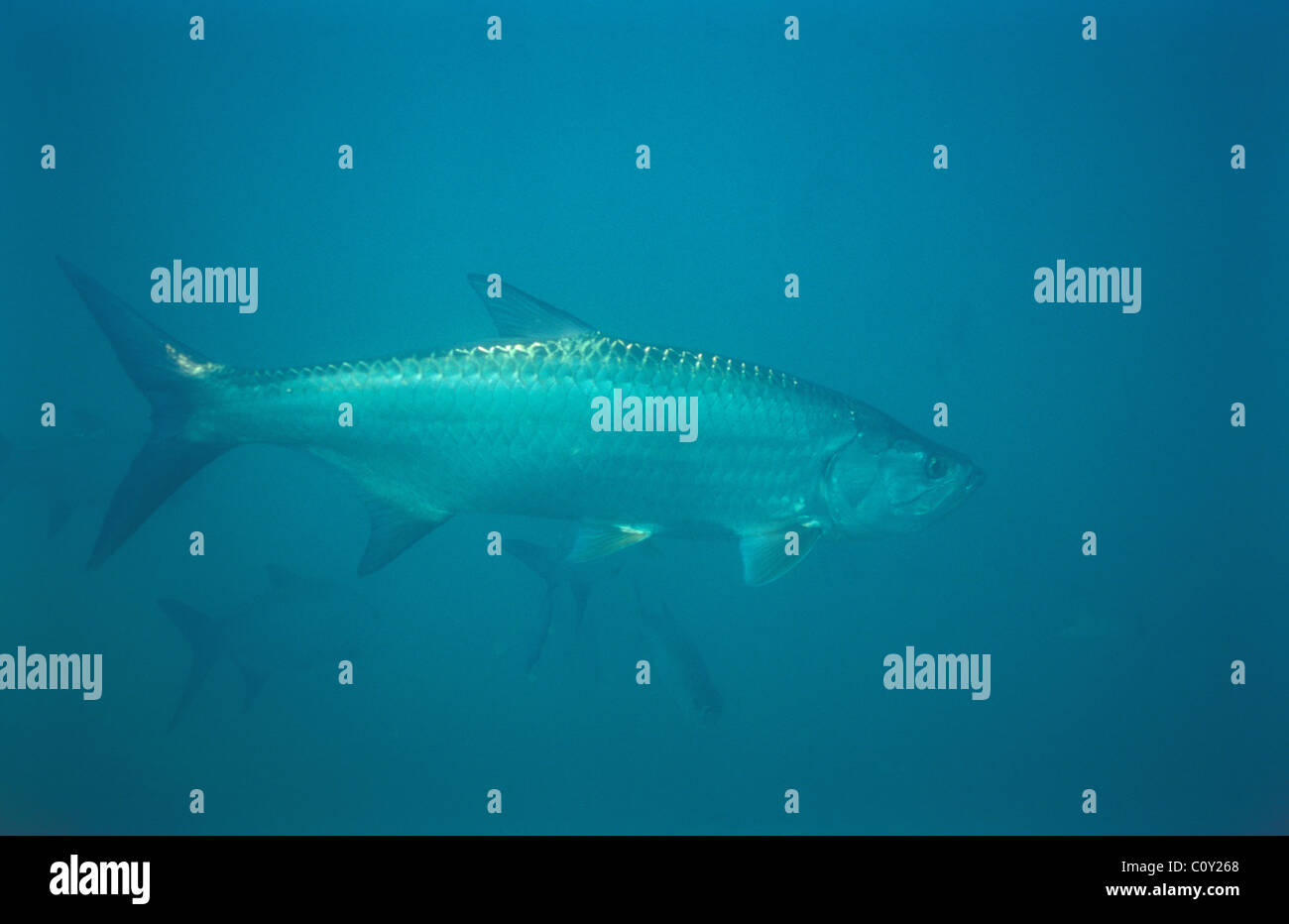 Atlantic tarpon - Silver king tarpon (Megalops atlanticus) swimming in ...