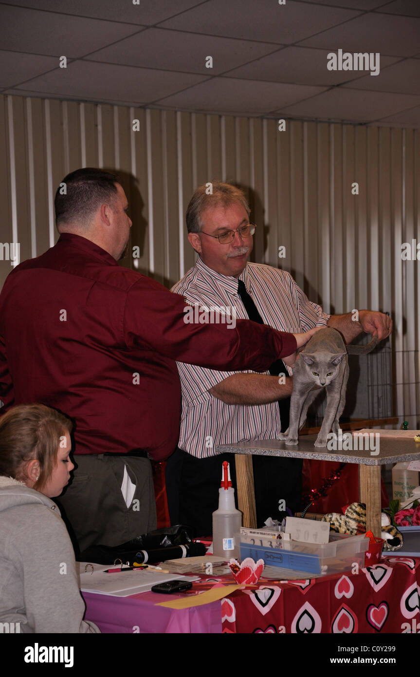 Cat show judge judges judging process cats waco hi-res stock ...