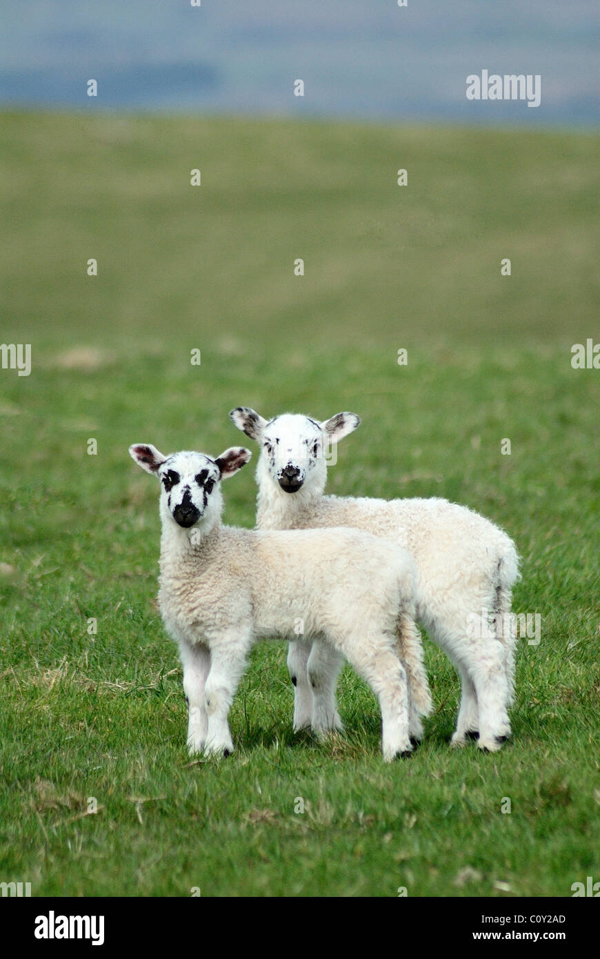 Two spring lambs on a farmers field at Appleby in Westmoorland looking ...