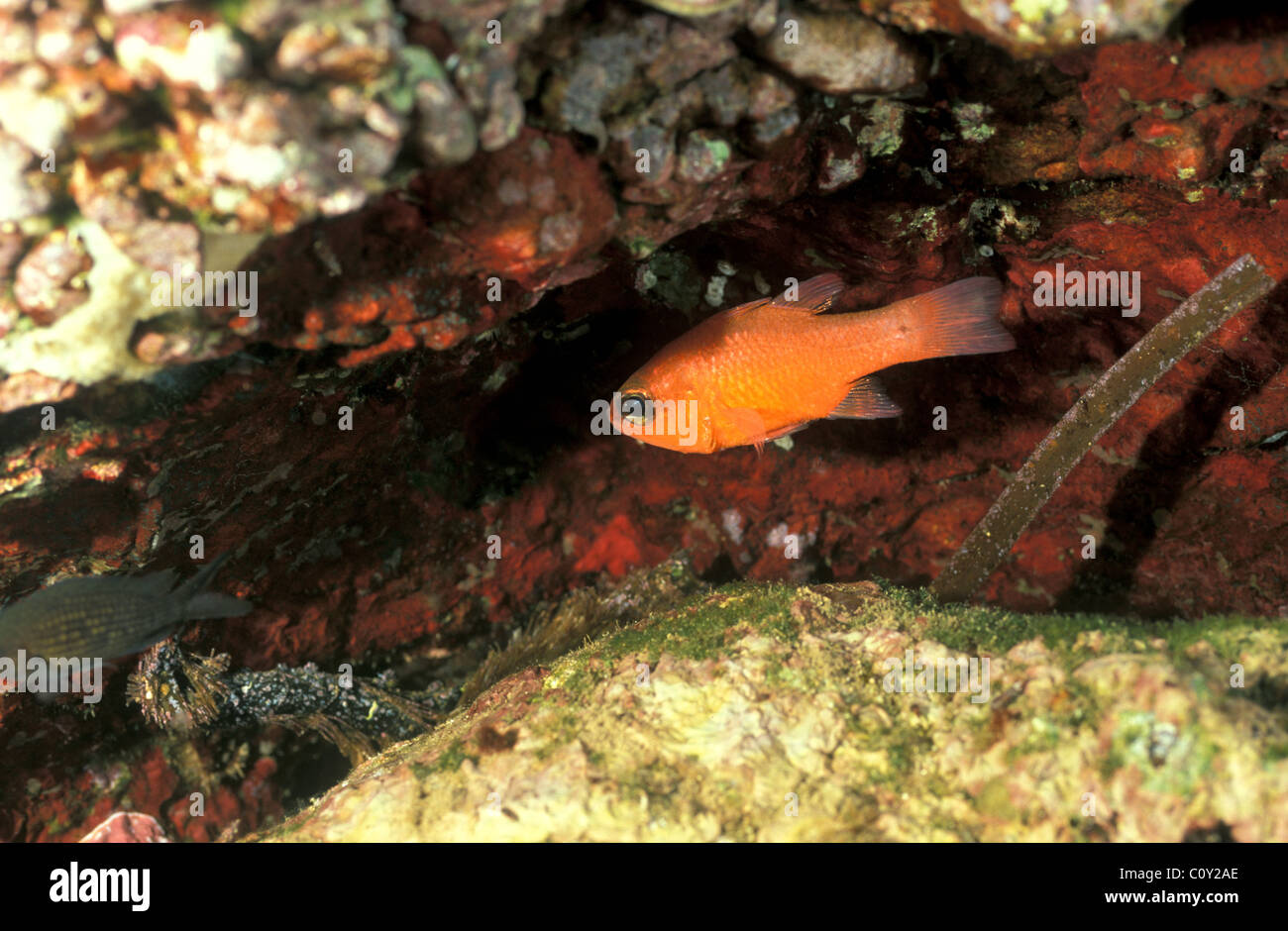 Cardinal fish (Apogon imberbis) swimming in a crevice Stock Photo - Alamy