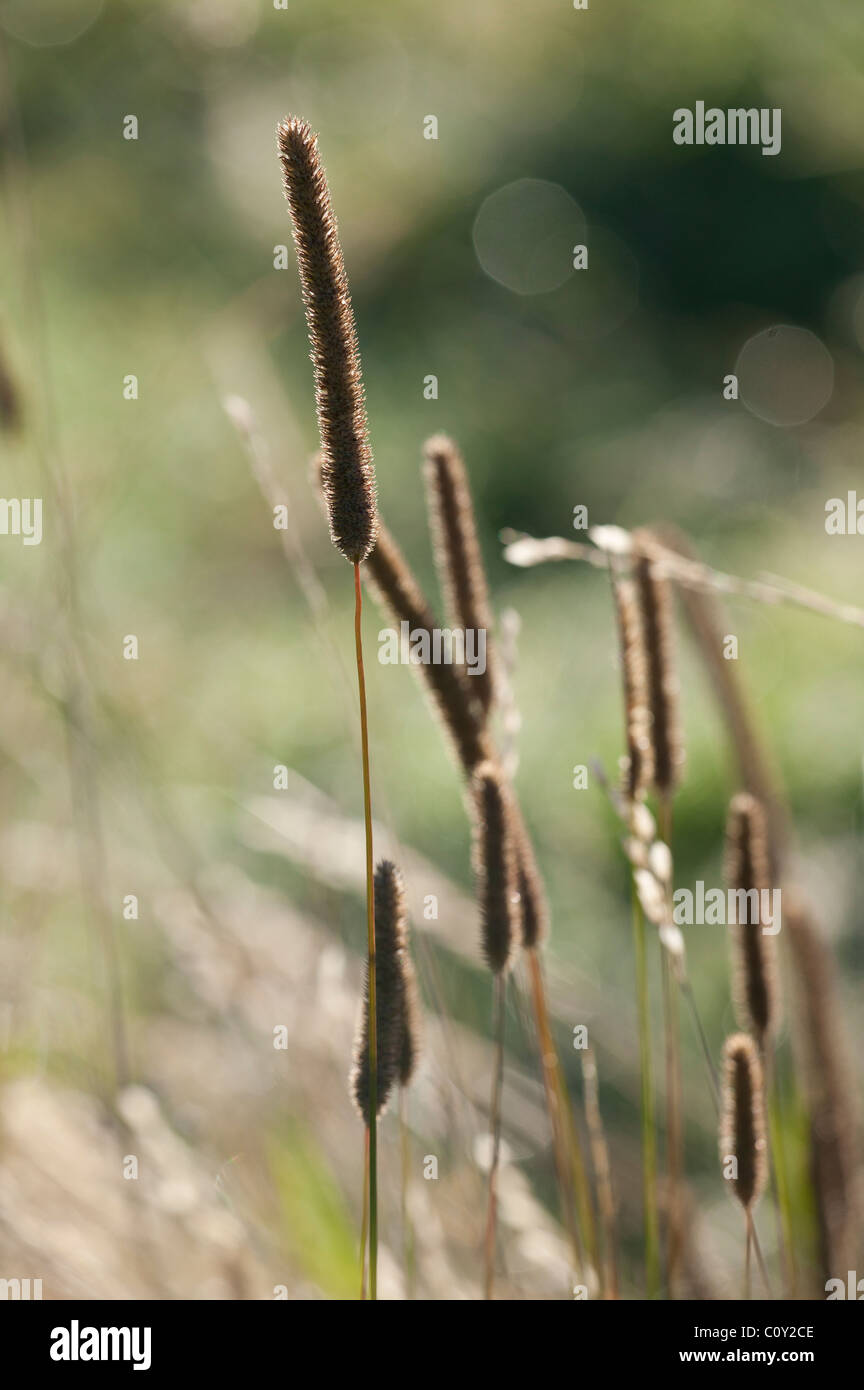 close up back lit shot of wild grass against an out of focus background ...