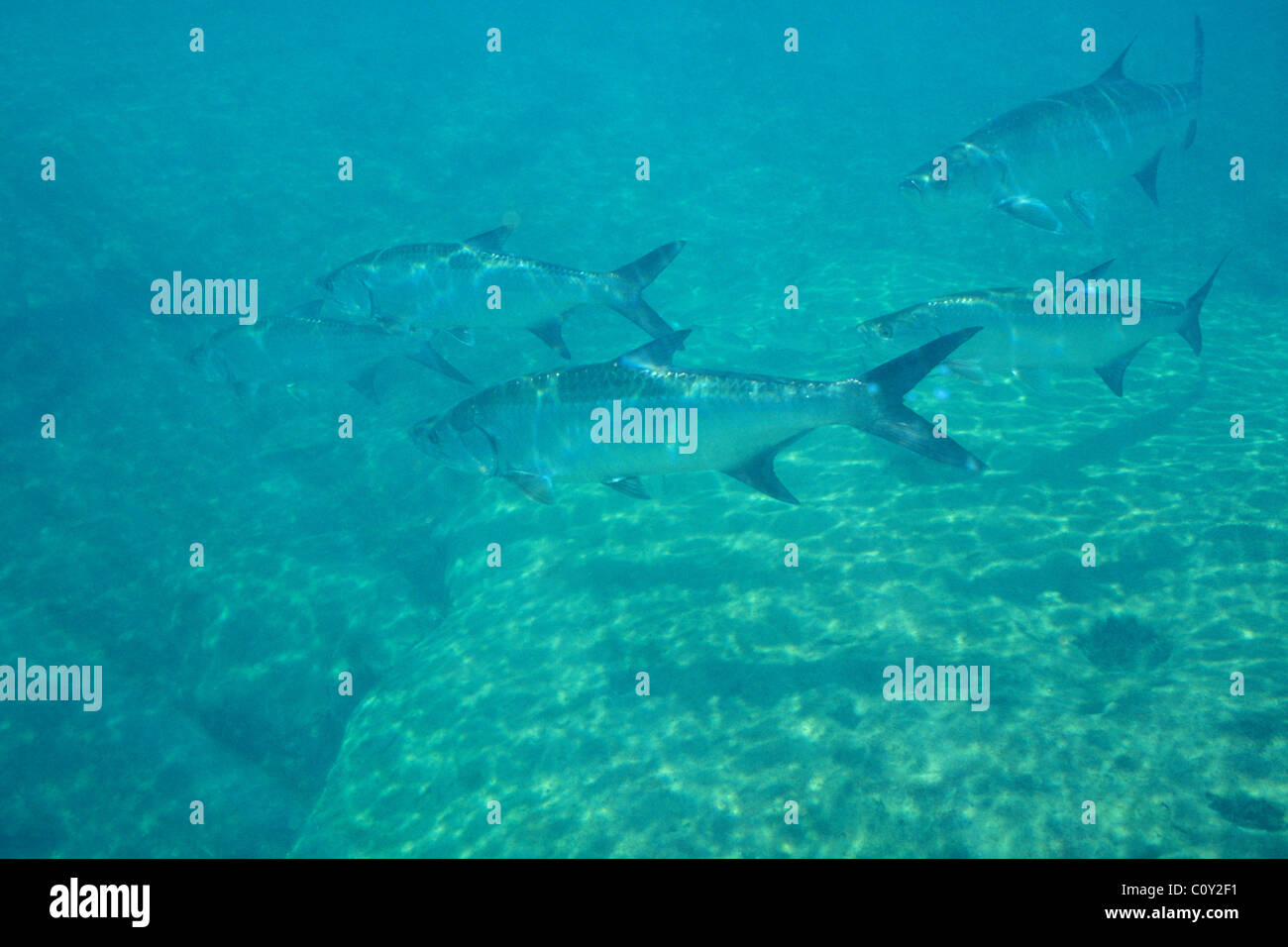 Atlantic tarpon - Silver king tarpon (Megalops atlanticus) shoal ...