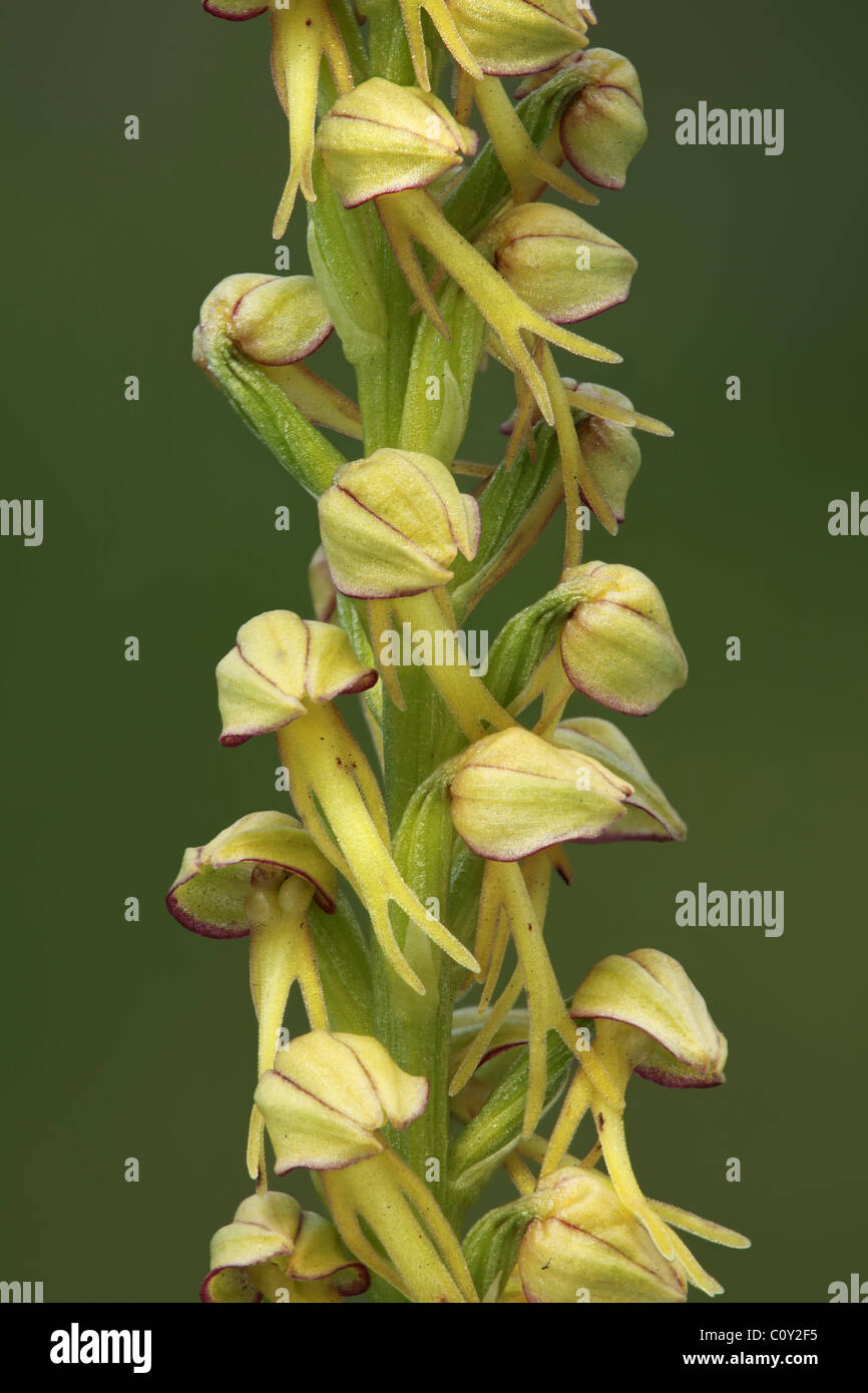 Man orchid orchis anthropophora hi-res stock photography and images - Alamy