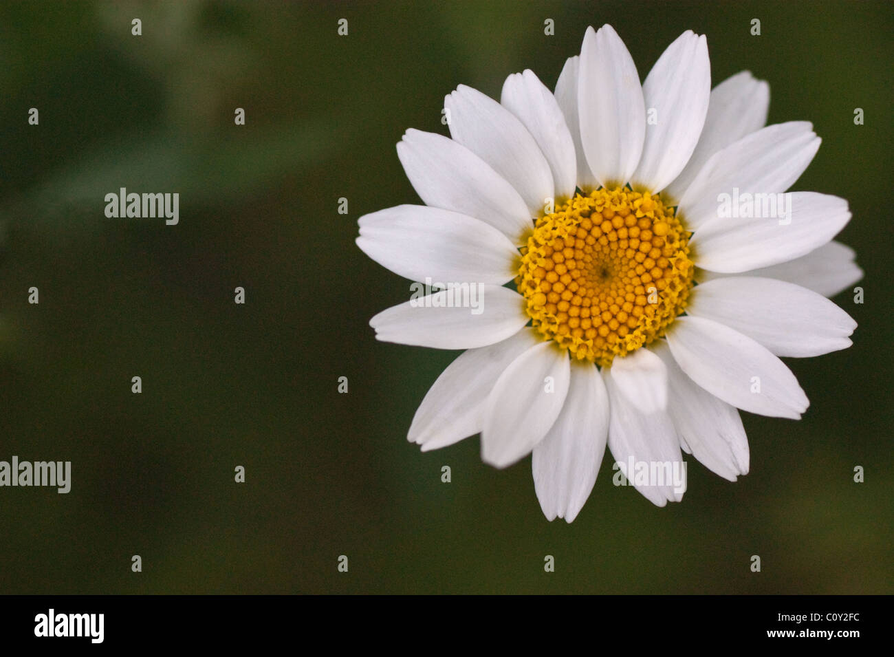 White daisy like flower Stock Photo - Alamy