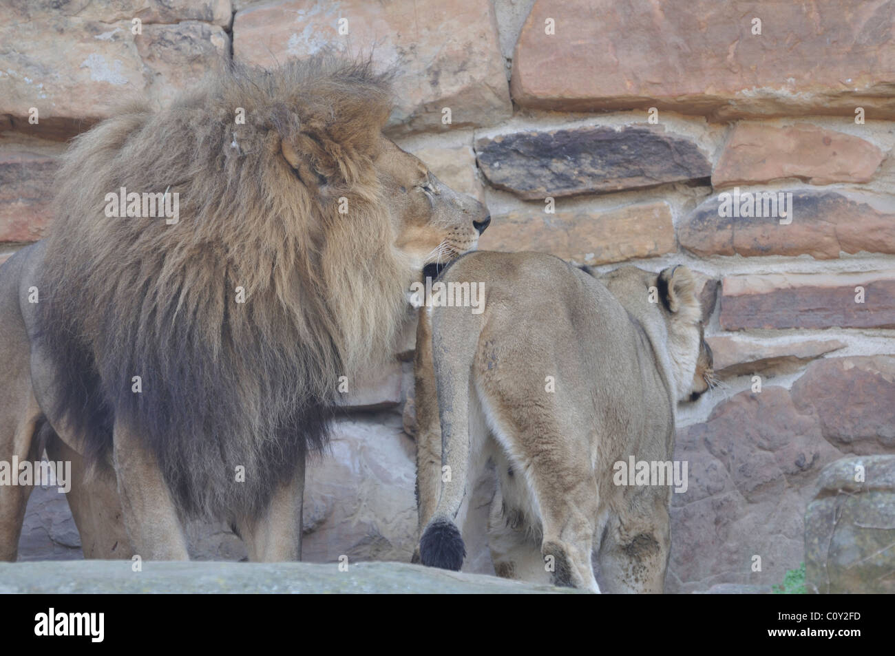 Pair of lions in zoo Stock Photo - Alamy