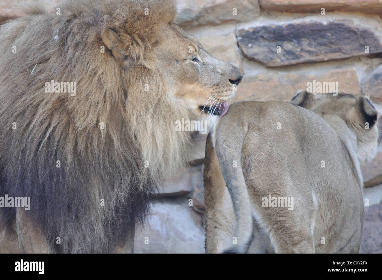 Pair of lions in zoo Stock Photo - Alamy