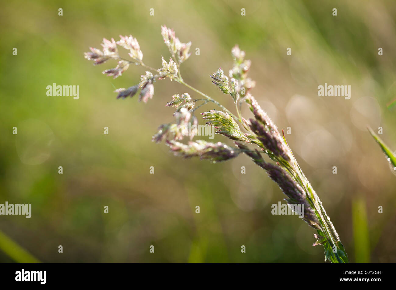 close up back lit shot of wild grass against an out of focus background ...