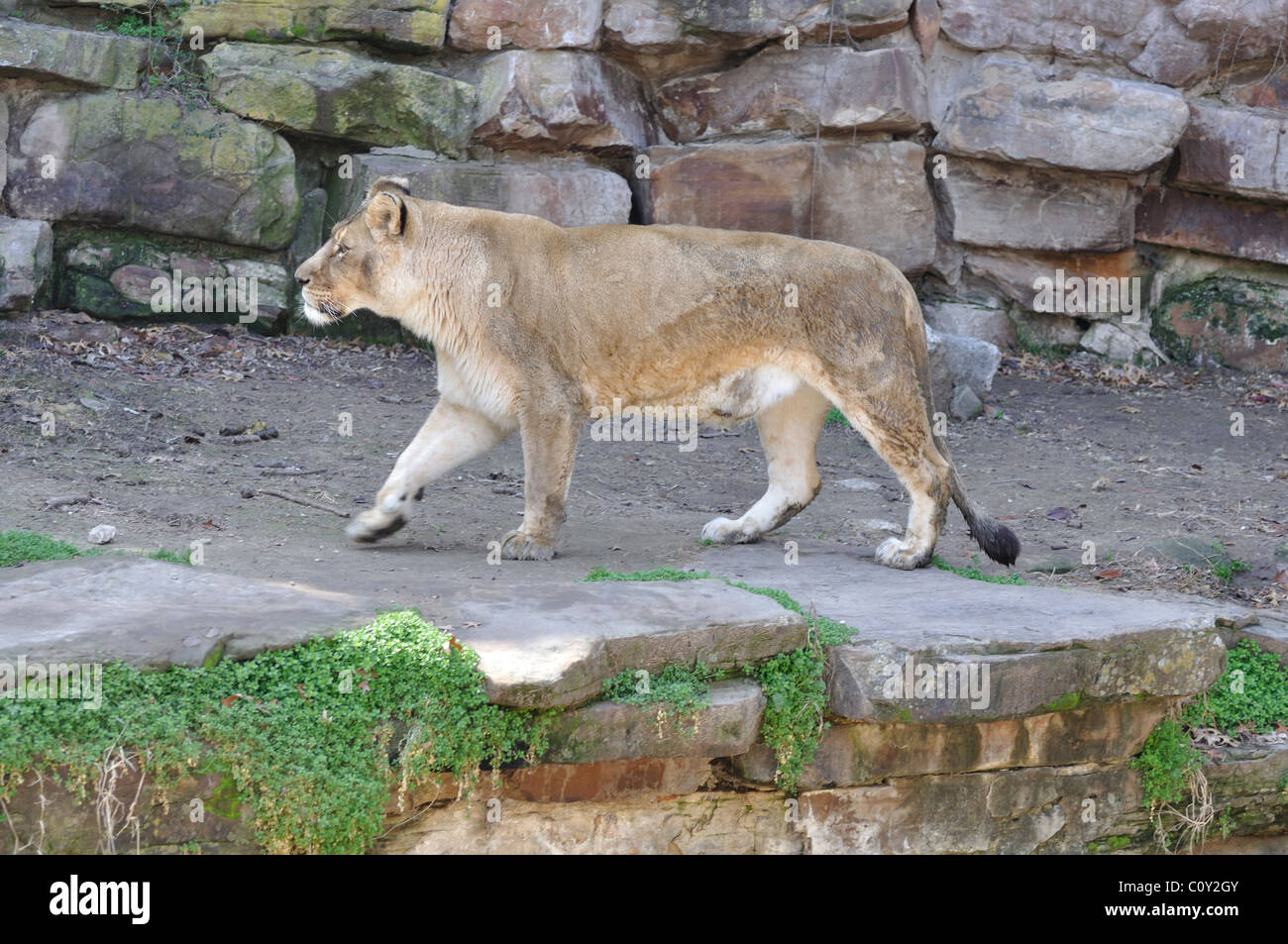 Lioness in zoo Stock Photo - Alamy