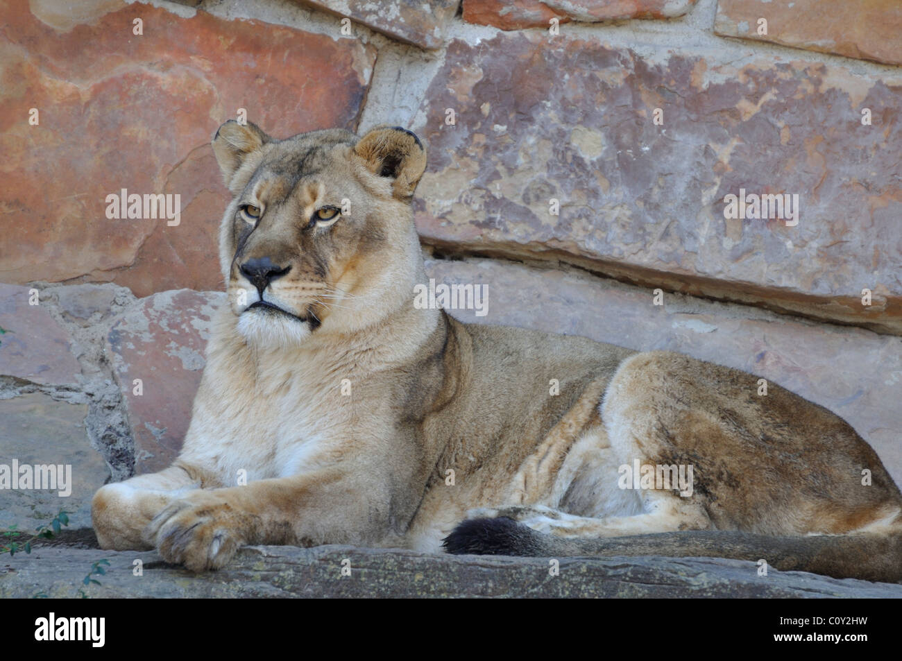 Lioness in zoo Stock Photo - Alamy