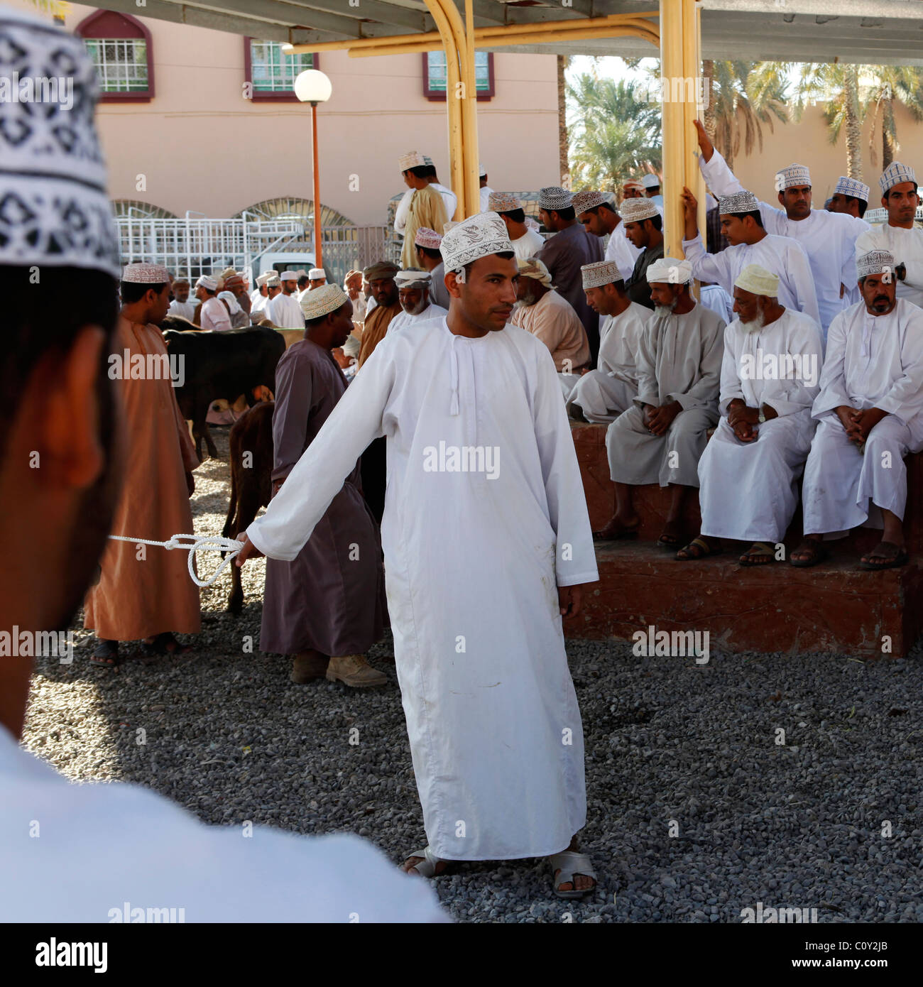 A man in a Dishdasha parades his livestock before buyers at the cattle ...
