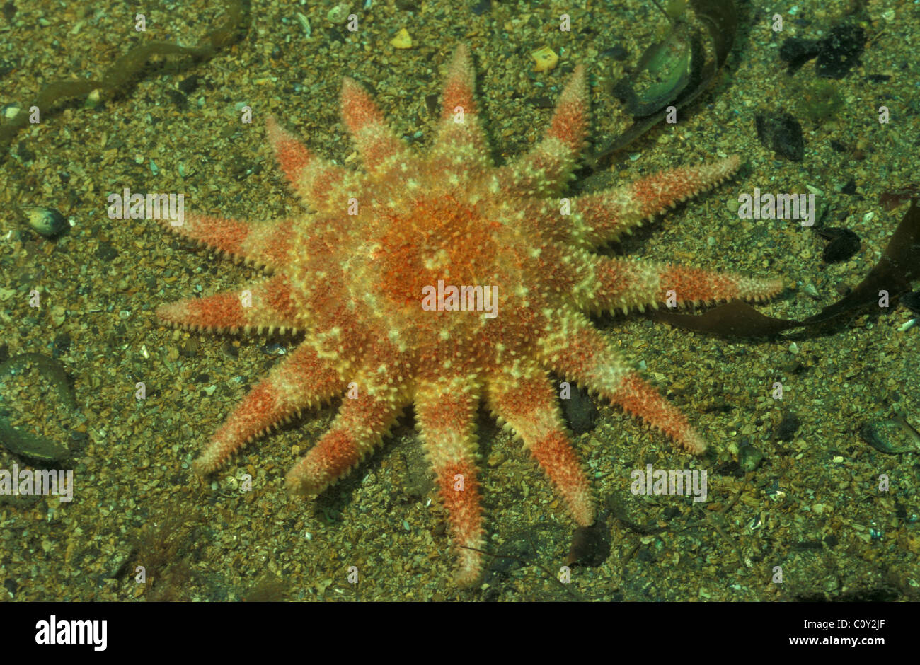 Common sun star - Snowflake star - Rose star (Crossaster papposus ...