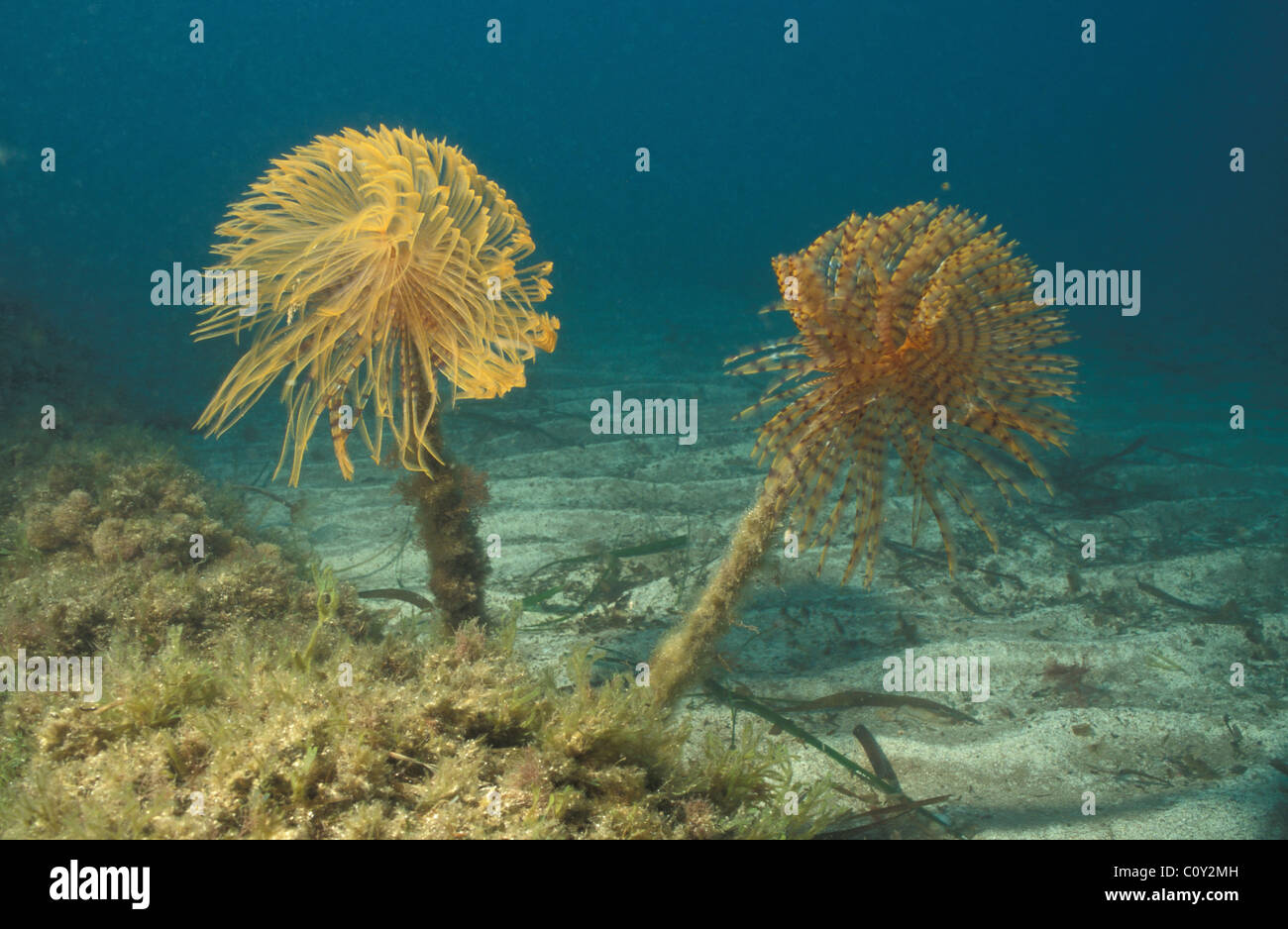 Fan worm filter feeding hi-res stock photography and images - Alamy
