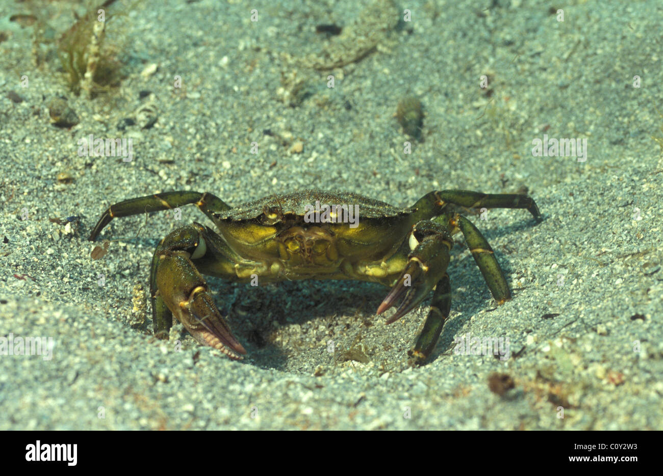Common shore crab - European green crab (Carcinus maenas) moving on a ...