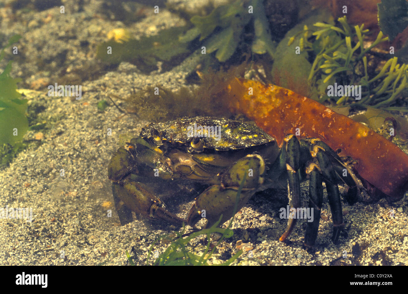 Common shore crab - European green crab (Carcinus maenas) moving on a ...