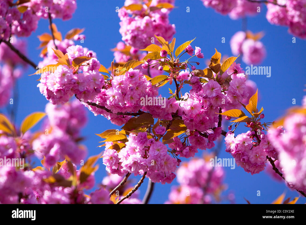 Blossom tree against a deep blue sky Stock Photo - Alamy