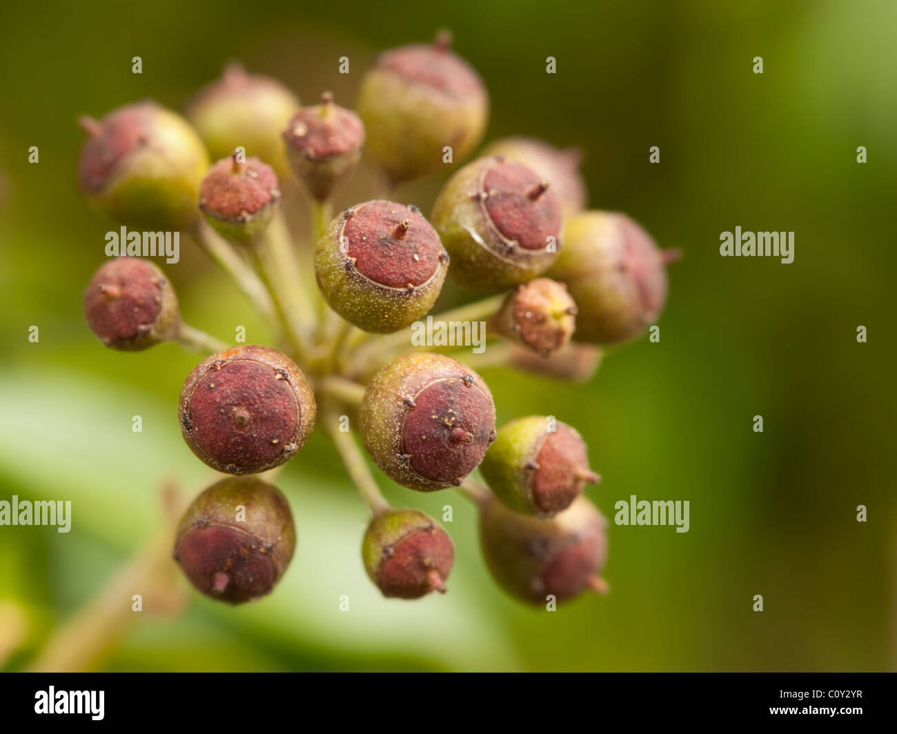 Ivy Berries (Heder helix) photographed in spring time Stock Photo - Alamy