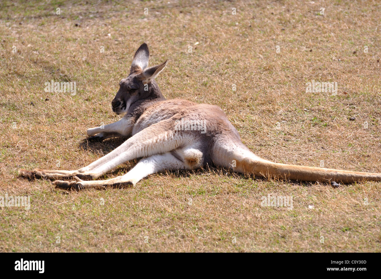 Red Australian Kangaroos Stock Photo - Alamy