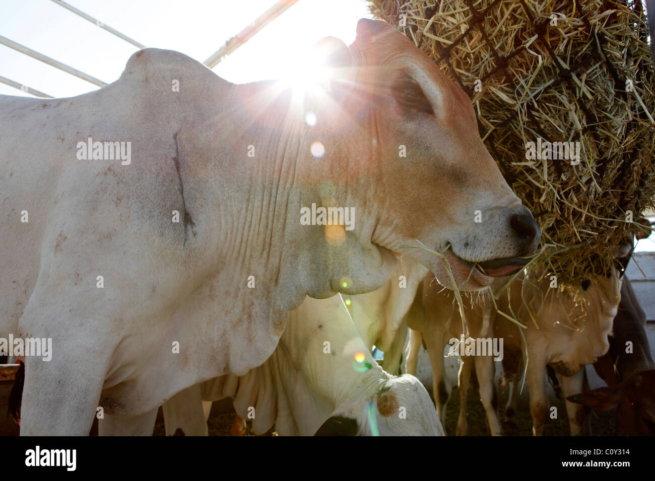 Cows are transported to the cattle market in Nizwa, Oman Stock Photo ...