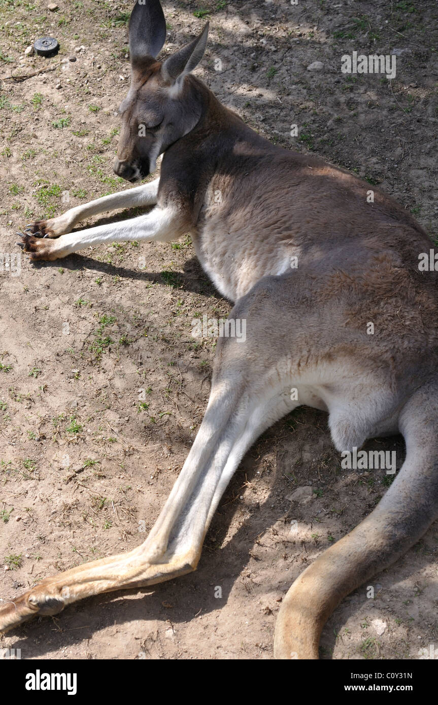 Red Australian Kangaroo Stock Photo - Alamy
