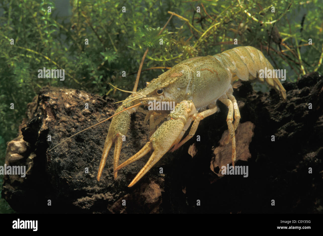 Narrow clawed turkish crayfish astacus leptodactylus hi-res stock ...