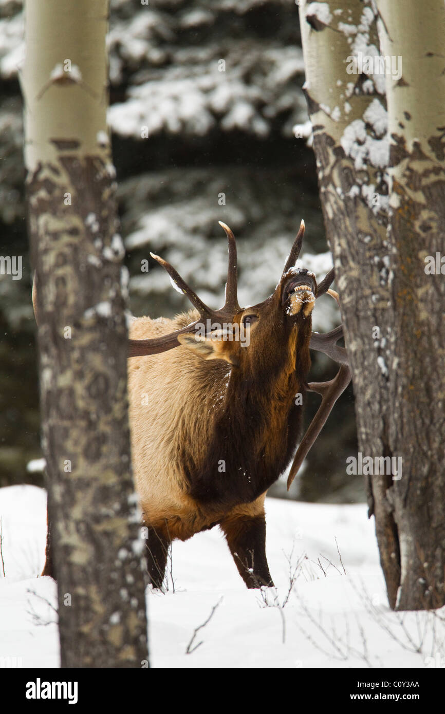 Elk teeth hi-res stock photography and images - Alamy