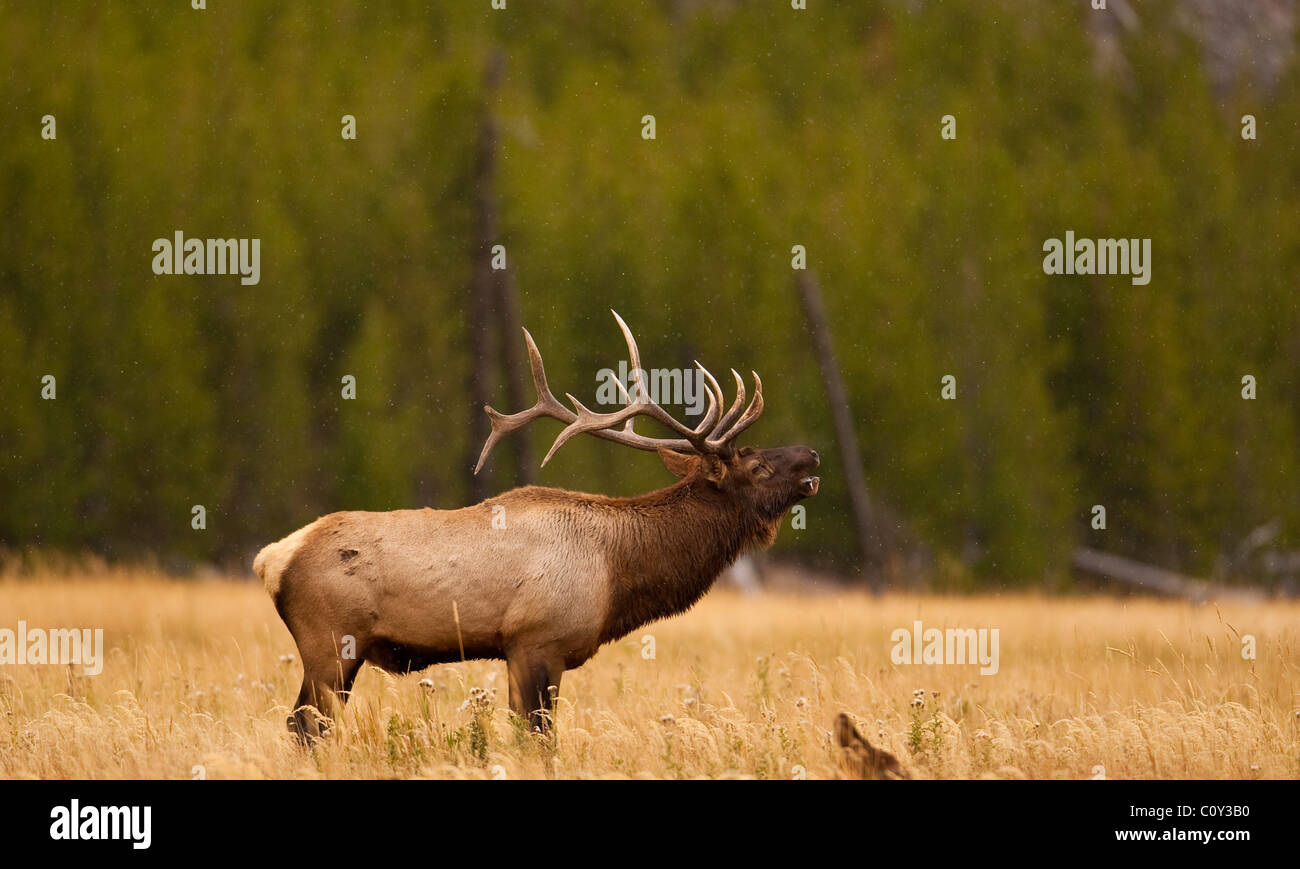 A bull elk bugles during the elk rut, Yellowstone National Park ...