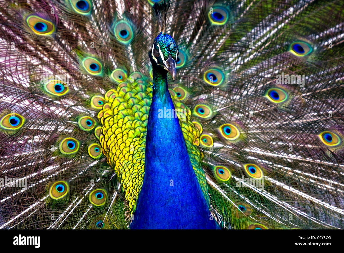 Peacock in full bloom Stock Photo - Alamy