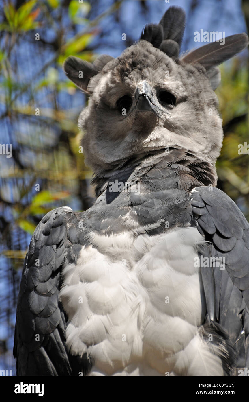 Harpy Eagle - Harpia harpyja Stock Photo - Alamy