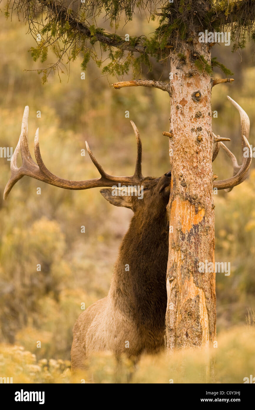 Elk teeth hi-res stock photography and images - Alamy