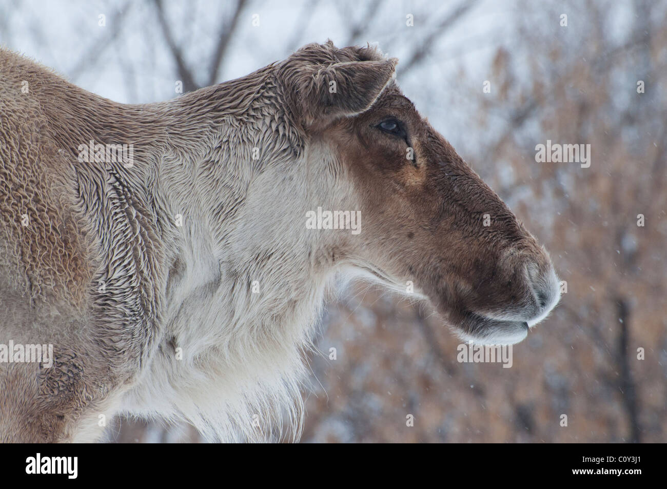 Close up of caribou hi-res stock photography and images - Alamy