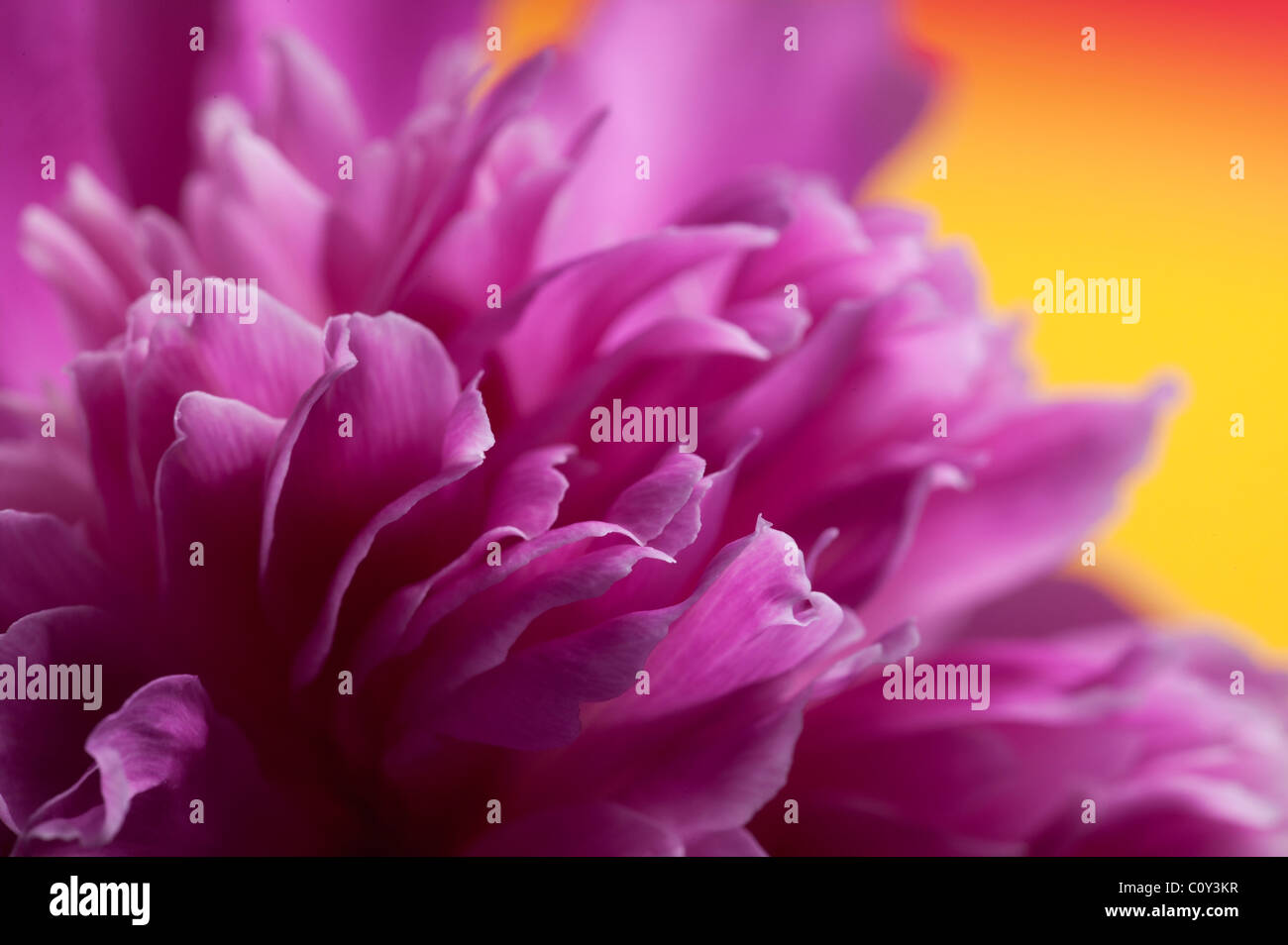 pink tree poppy flower shot in studio Stock Photo - Alamy