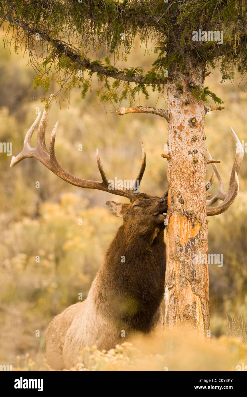 Elk teeth hi-res stock photography and images - Alamy