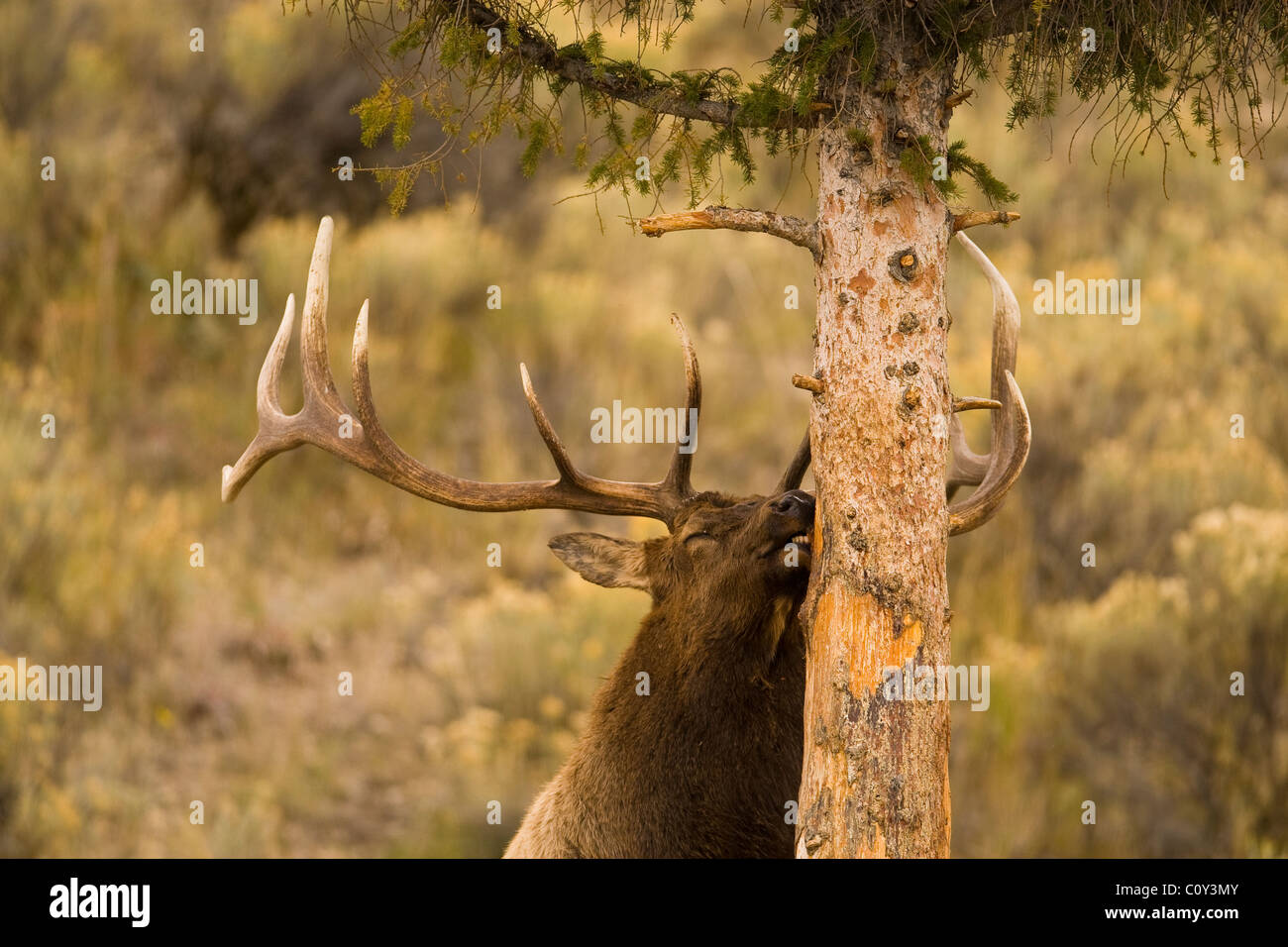 Elk teeth hi-res stock photography and images - Alamy