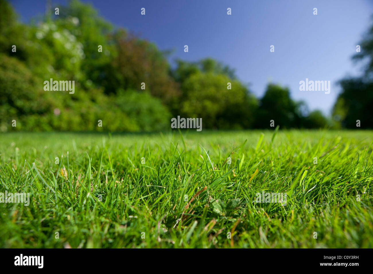 Low angle shot of green lawn on a summers day with blue sky Stock Photo ...