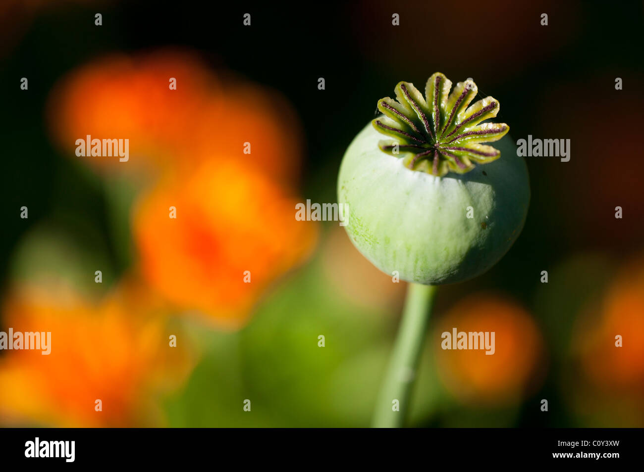 Poppy seed heads Stock Photo - Alamy