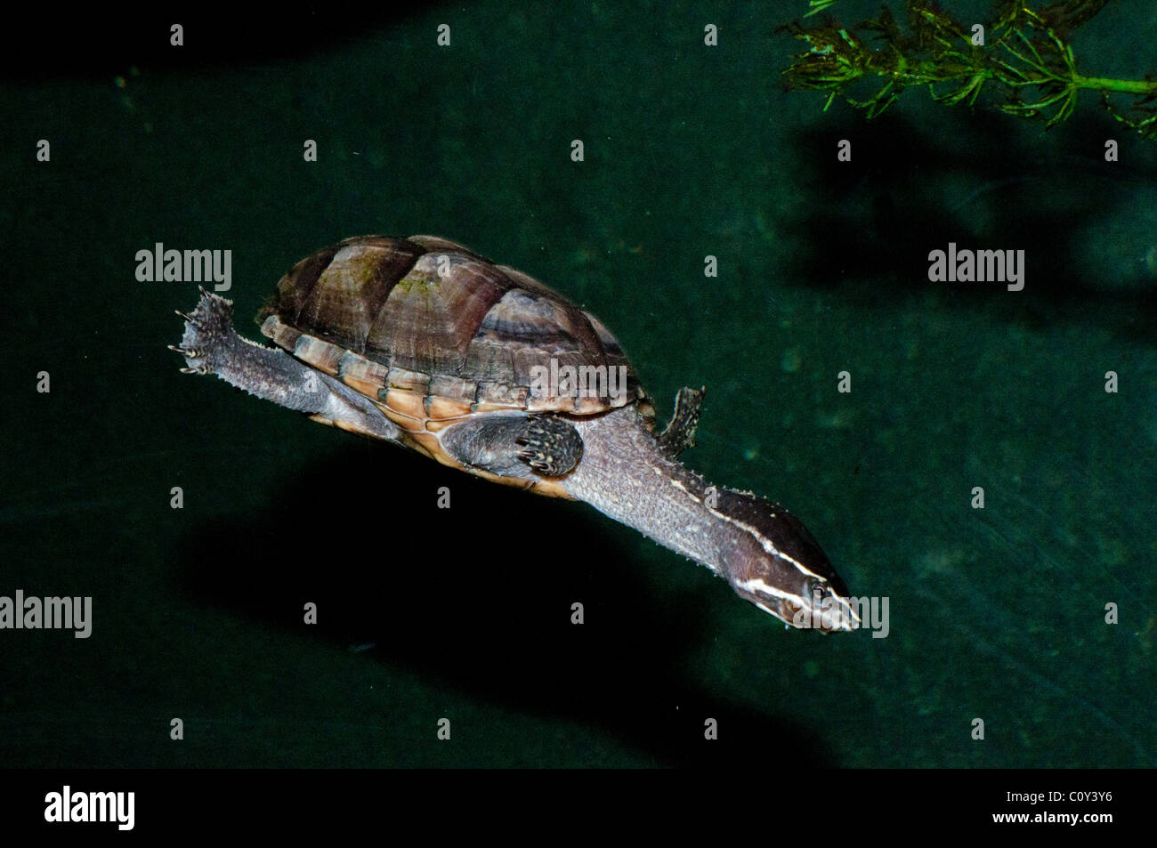 Common musk turtle hi-res stock photography and images - Alamy