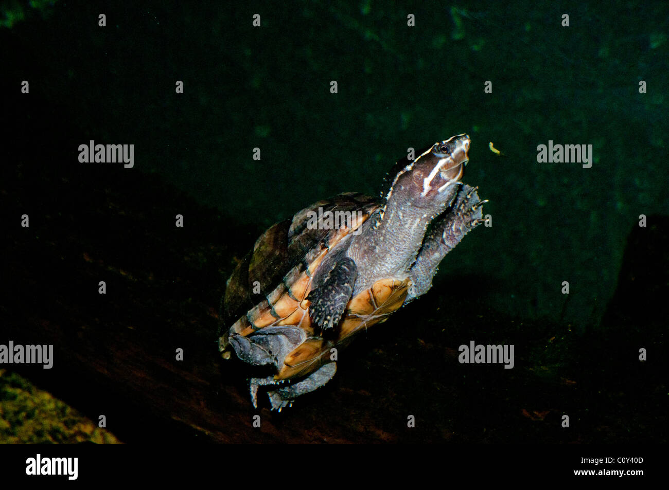 Common musk turtle hi-res stock photography and images - Alamy
