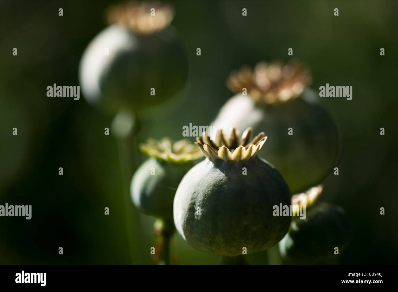 Poppy seed heads Stock Photo - Alamy